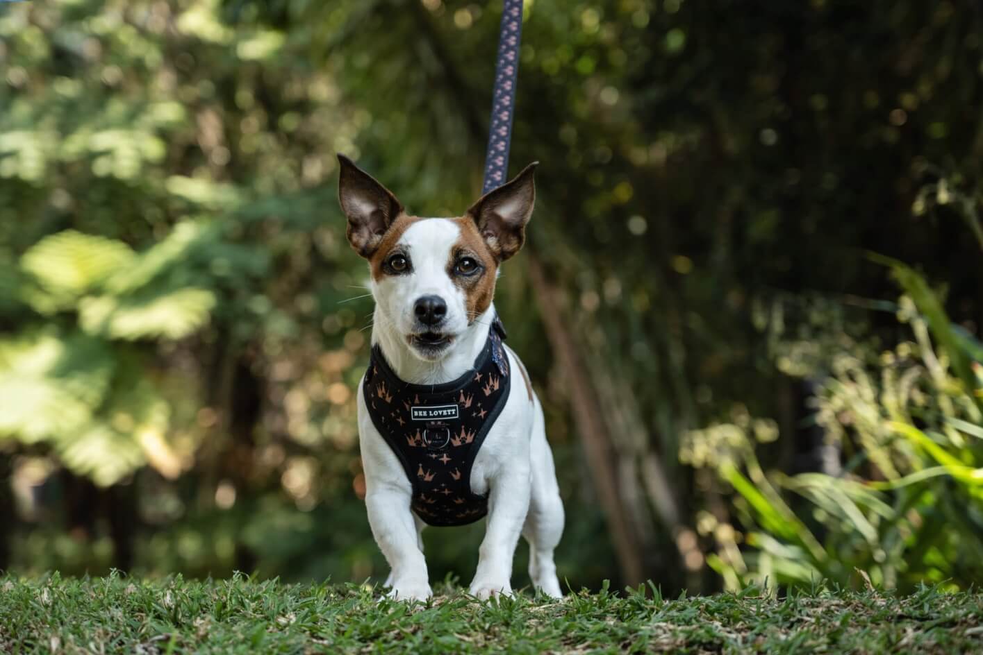 Bee Lovett | Bee Lovett